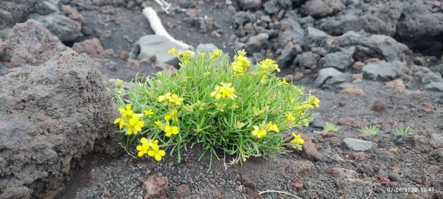 Linguaglossa: North Etna Guided Forest Walking Tour - An In-Depth Look at the Itinerary