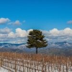 Linguaglossa: Wine Tasting Experience at Etna Nord - The Winery Tour: Above and Below Ground
