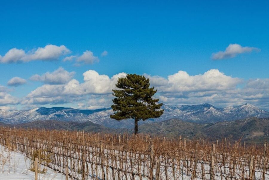 Linguaglossa: Wine Tasting Experience at Etna Nord - The Winery Tour: Above and Below Ground