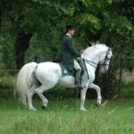 Lipica Stud Farm- Private Experience from Koper - Evaluating the Tour’s Value
