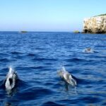 Lisbon: Arrábida Natural Park Dolphin Watching Boat Tour - Who Will Love This Tour?