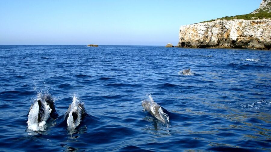 Lisbon: Arrábida Natural Park Dolphin Watching Boat Tour - Who Will Love This Tour?