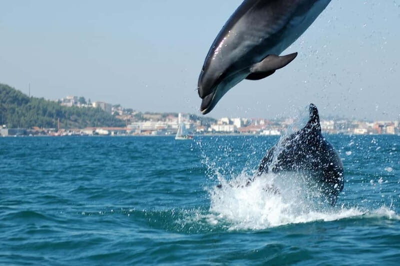 Lisbon: Arrábida Natural Park, Setúbal, and Azeitão Day Trip - Why This Tour Is a Great Choice