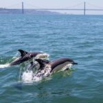 Lisbon: Dolphin Watching Boat Tour with Welcome Coffee - The Value of the Experience