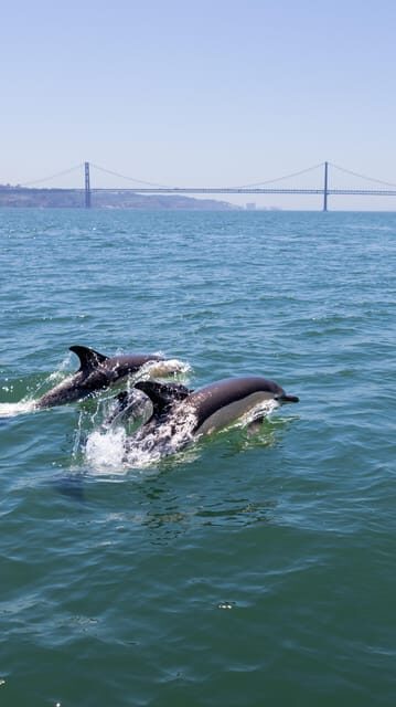 Lisbon: Dolphin Watching Boat Tour with Welcome Coffee - The Value of the Experience