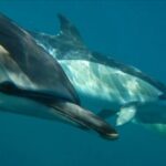 Lisbon: Dolphin Watching with Marine Biologist - The Itinerary and What to Expect