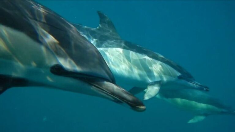 Lisbon: Dolphin Watching with Marine Biologist - The Itinerary and What to Expect