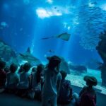 Lisbon Hop-On Hop-Off Bus and Boat Tour with Oceanário Ticket - Practical Insights and What to Expect