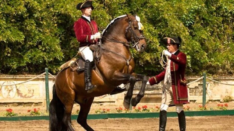 Lisbon: Morning of Equestrian Art with Lusitano Horses - What to Expect During Your Morning at the Lusitano Stables