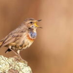 Lisbon: Private Birdwatching Tours with a Local Guide - Key Points for Birdwatching Enthusiasts and Curious Travelers