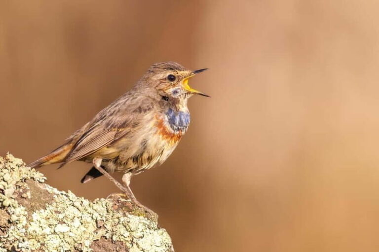 Lisbon: Private Birdwatching Tours with a Local Guide - Key Points for Birdwatching Enthusiasts and Curious Travelers