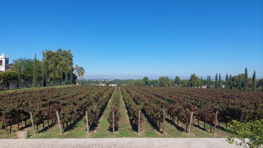 Lisbon: Private Full-Day Wine Tasting Tour in a premium car - Is It Worth the Price?