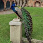 Lisbon: Saint George's Castle Entry Ticket and Guided Visit - What to Expect During the Tour