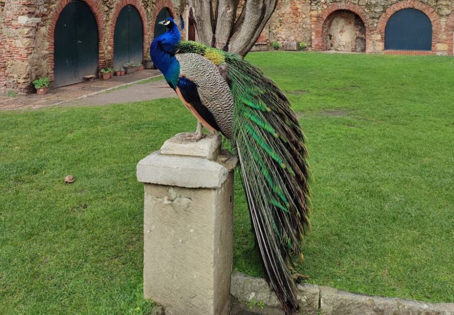 Lisbon: Saint George's Castle Entry Ticket and Guided Visit - What to Expect During the Tour