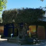 Lisbon to Wine Tasting Setubal, Two Cellars, Half Day Tour - What You Can Expect from This Tour
