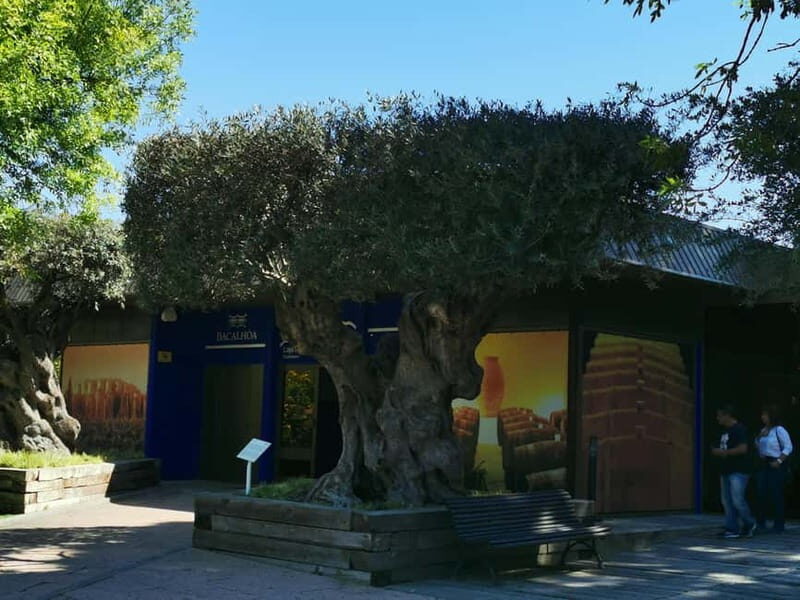 Lisbon to Wine Tasting Setubal, Two Cellars, Half Day Tour - What You Can Expect from This Tour