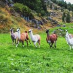 Ljøen, Hellesylt: Ljøen Farm Tour - What We Loved About the Experience