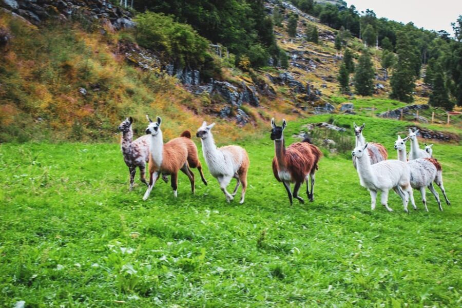 Ljøen, Hellesylt: Ljøen Farm Tour - What We Loved About the Experience