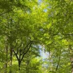 Ljubljana: Green tour and forrest personal experience - A Closer Look at the Tour Experience