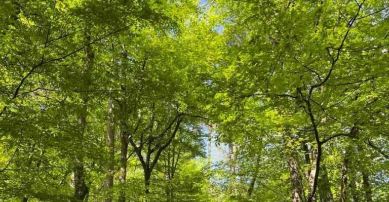 Ljubljana: Green tour and forrest personal experience - A Closer Look at the Tour Experience