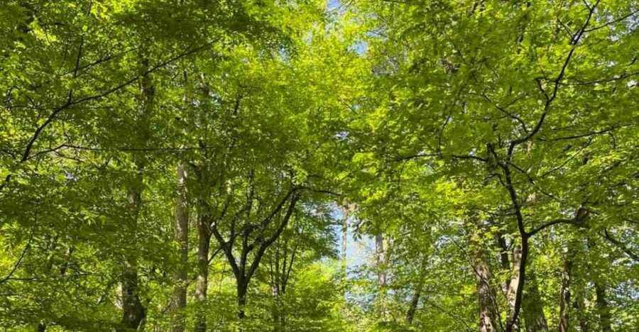 Ljubljana: Green tour and forrest personal experience - A Closer Look at the Tour Experience