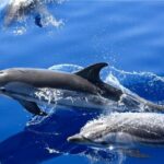 Lobos Island - The dolphin route - What Do Travelers Say?