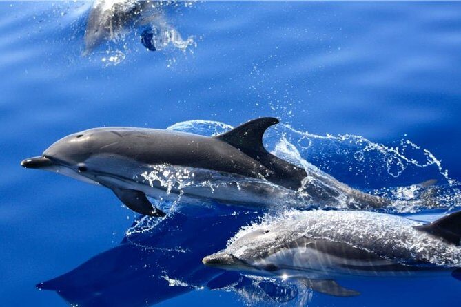 Lobos Island - The dolphin route - What Do Travelers Say?