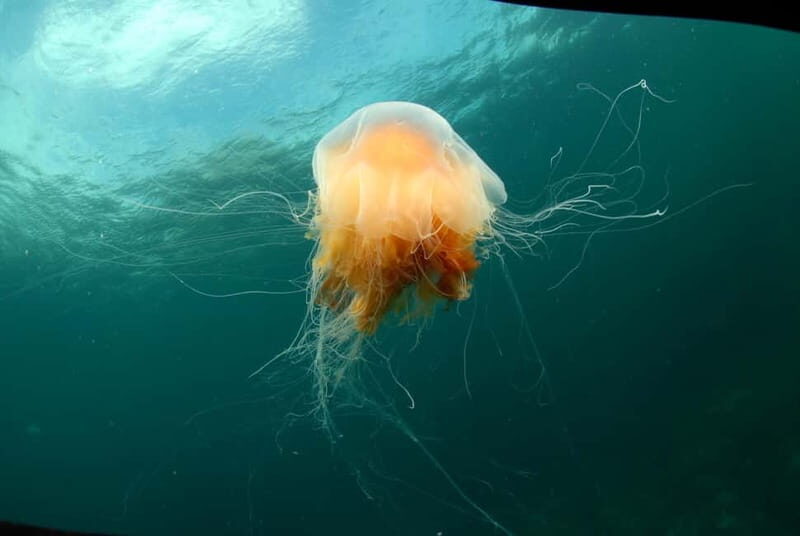 Lofoten: First Time Scuba Diving Experience - A Closer Look: Itinerary Breakdown