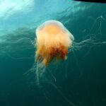 Lofoten Unique Snorkeling Experience in Dry Suit - The Value of This Tour