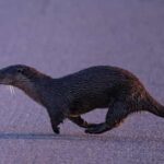 Lofoten: Wildlife Safari - Why This Tour Could Be Your Perfect Wilderness Escape