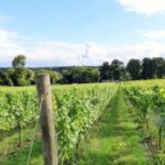 London: Full-Day English Wine Tour with Lunch - Itinerary Breakdown: What Makes Each Stop Special