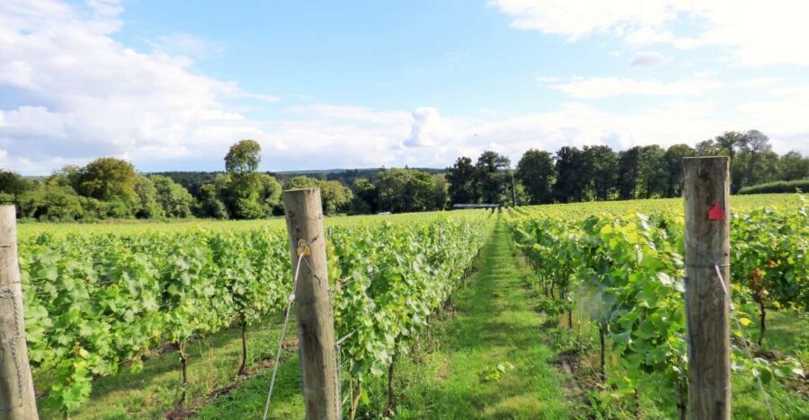 London: Full-Day English Wine Tour with Lunch - Itinerary Breakdown: What Makes Each Stop Special