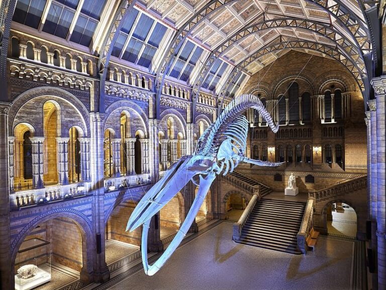 London: Guided Exploration at the Museum of Natural History - The Sum Up
