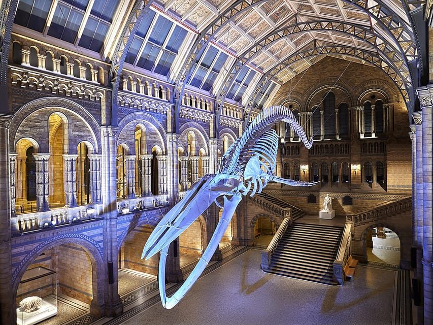 London: Guided Exploration at the Museum of Natural History - The Sum Up