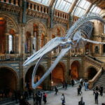 London: Natural History Museum Reserved Entry & Audio Tour - The Experience Breakdown