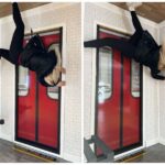 London: Upside Down House Westfield White City Entry Ticket - A Closer Look at the Experience