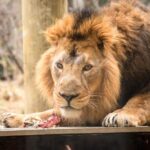 London Zoo: Entry Ticket - Who Will Love This Experience?