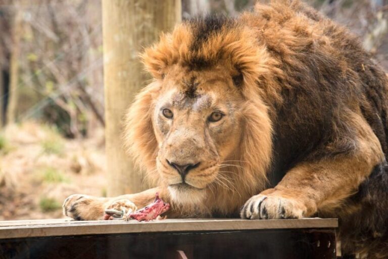 London Zoo: Entry Ticket - Who Will Love This Experience?