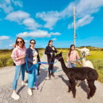 Loop Head: Alpaca Experience with Walk and Wool Spinning - Practical Details: What to Expect and What to Bring