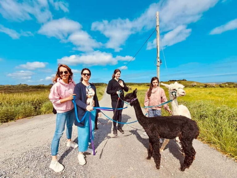 Loop Head: Alpaca Experience with Walk and Wool Spinning - Practical Details: What to Expect and What to Bring