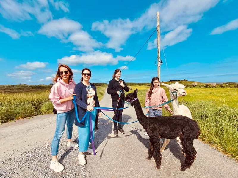 Loop Head: Alpaca Experience with Walk and Wool Spinning - Practical Details: What to Expect and What to Bring