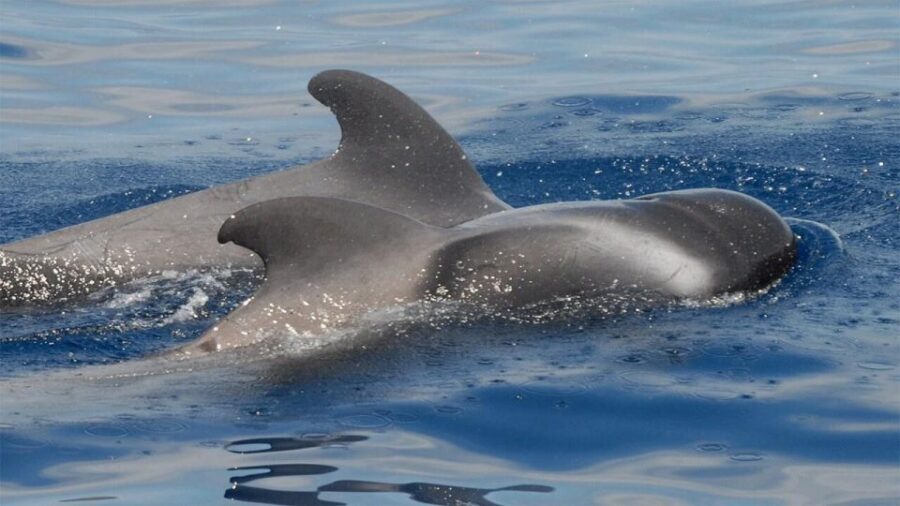Los Cristianos: Eco-Yacht Whale Watching Cruise with Swim - What Sets This Tour Apart: Value and Environmental Responsibility