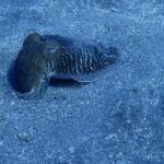 Los Cristianos: Try Dive for beginners - What to Expect From the Tour
