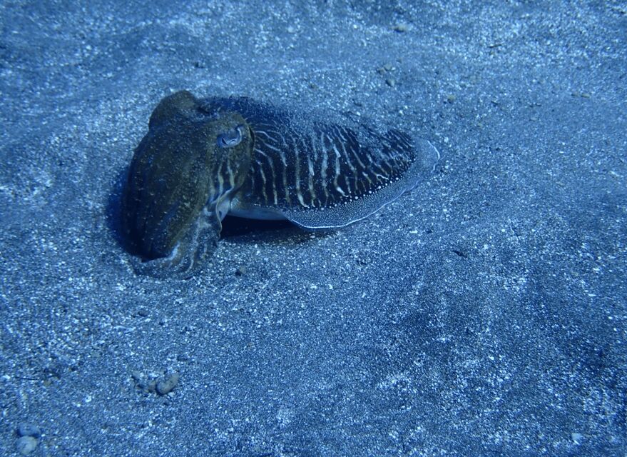 Los Cristianos: Try Dive for beginners - What to Expect From the Tour