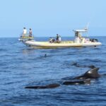 Los Gigantes: Dolphin and Whale Watching Cruise by Speedboat - The Crew and Organization