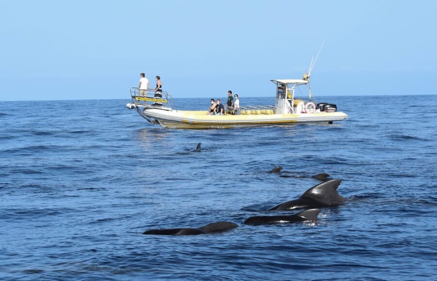 Los Gigantes: Dolphin and Whale Watching Cruise by Speedboat - The Crew and Organization