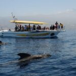 Los Gigantes: Dolphin & Whale Watching Cruise with Swim Stop - What’s Included and What’s Not