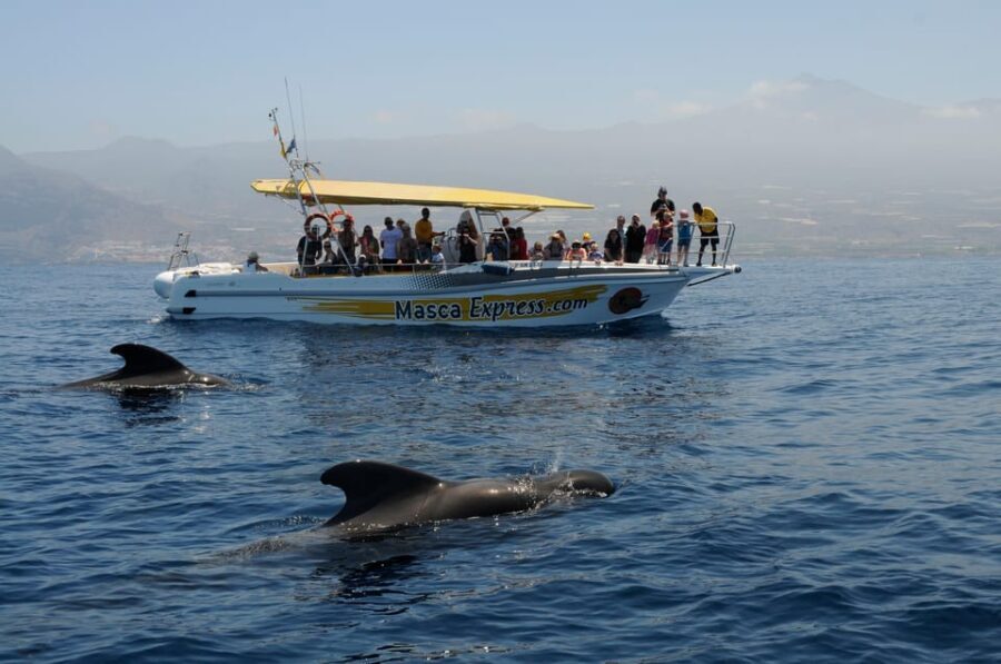Los Gigantes: Dolphin & Whale Watching Cruise with Swim Stop - What’s Included and What’s Not