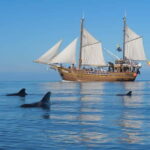 Los Gigantes: Dolphin & Whale Watching Tour on a Pirate Boat - Value and Practical Considerations