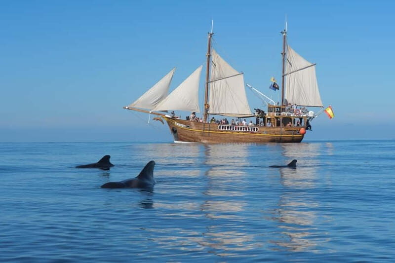 Los Gigantes: Dolphin & Whale Watching Tour on a Pirate Boat - Value and Practical Considerations